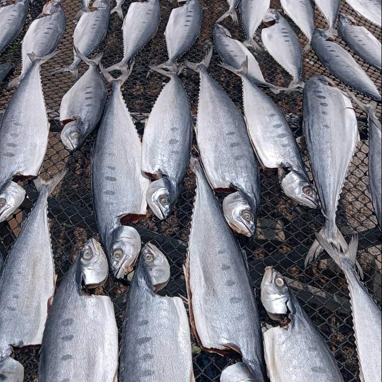 Ikan Kering Talang Padi@Pucuk Rabun - TikTok Shop Malaysia