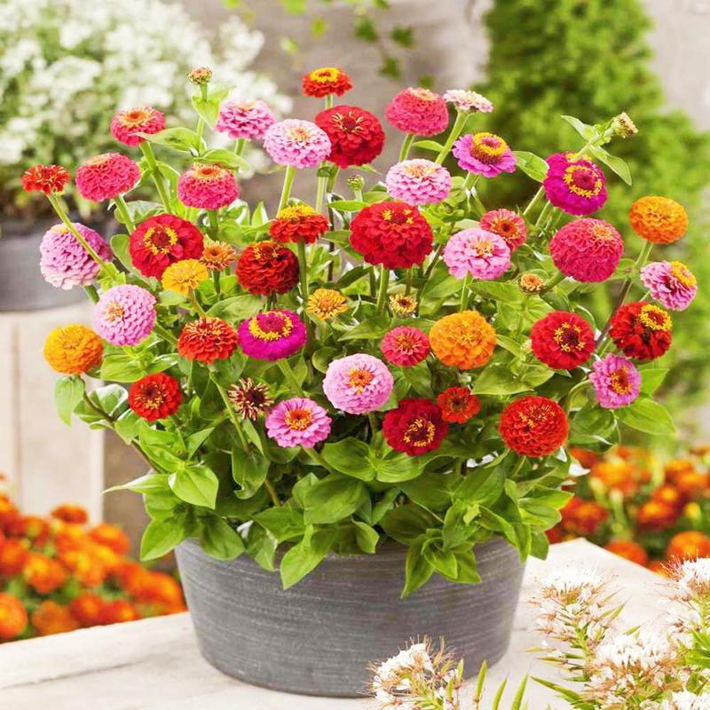 Mini Zinnia Seeds / Benih Zinnia Mix Mini (30 Seeds) - TikTok Shop Malaysia