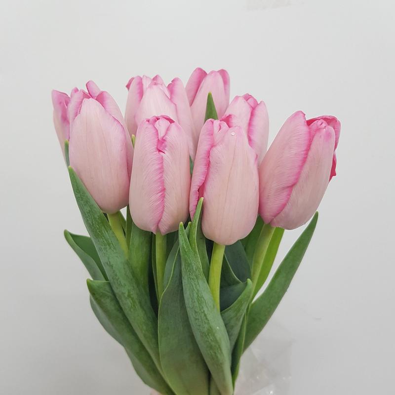 Bunga Tulips Segar (9-10 stems) | Fresh Flowers - TikTok Shop Malaysia