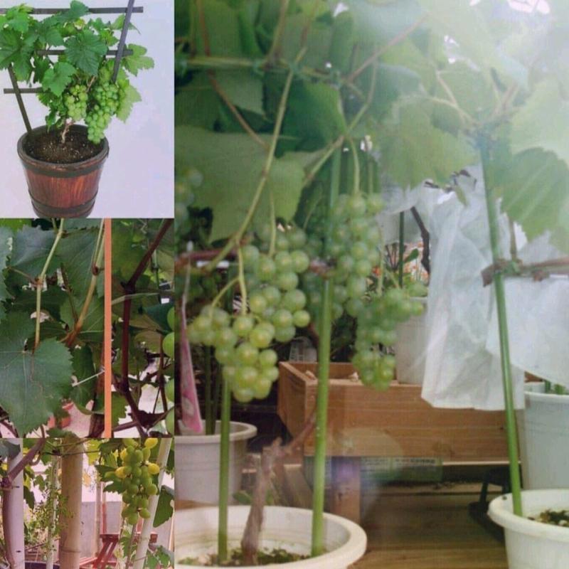 Anak Pokok Anggur Hijau Seedless 3 feet + (California Chardonnay ...