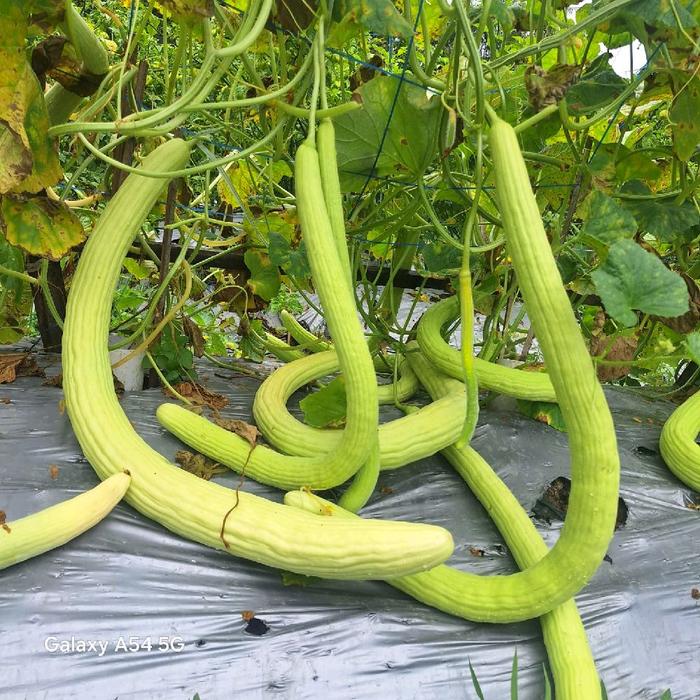 Jual 10 Butir Biji Timun Terpanjang Indian Snake Cucumber - Kota ...