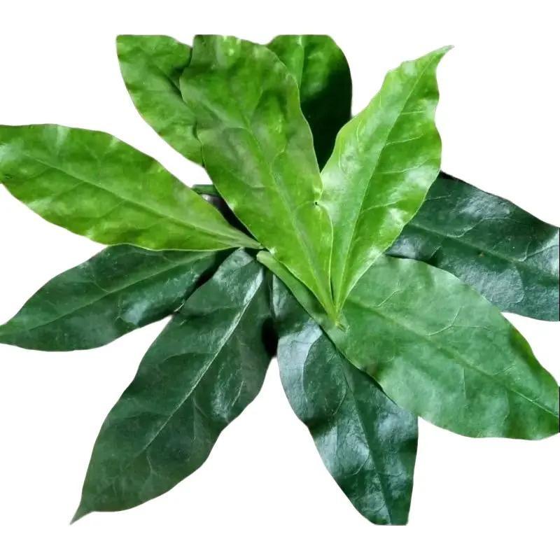 Daun jarum tujuh bilah / daun jarum tujuh duri segar 30 helai - TikTok ...