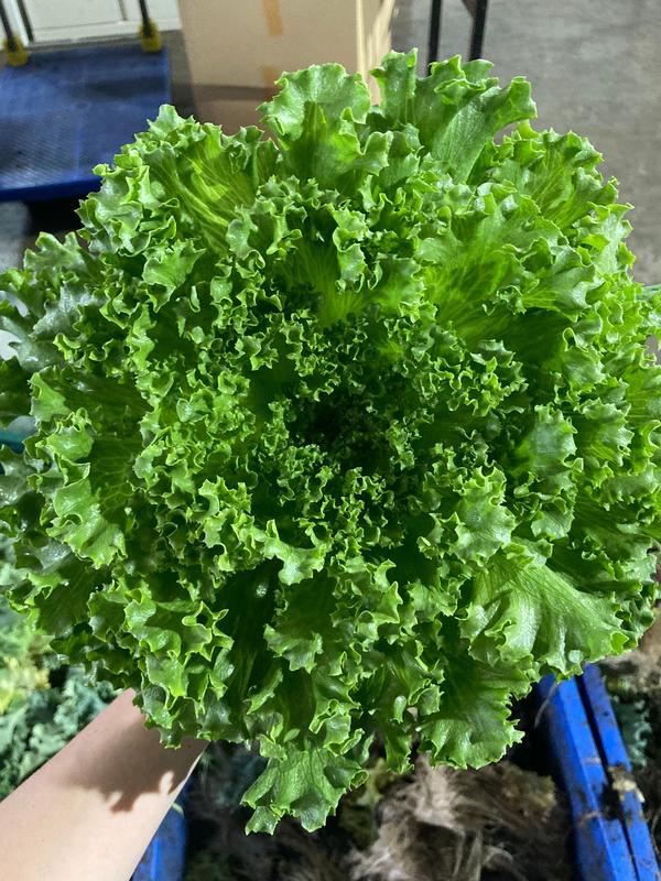 Firm, juicy, crunchy, sweet indoor open iceberg variety. Great - TikTok ...