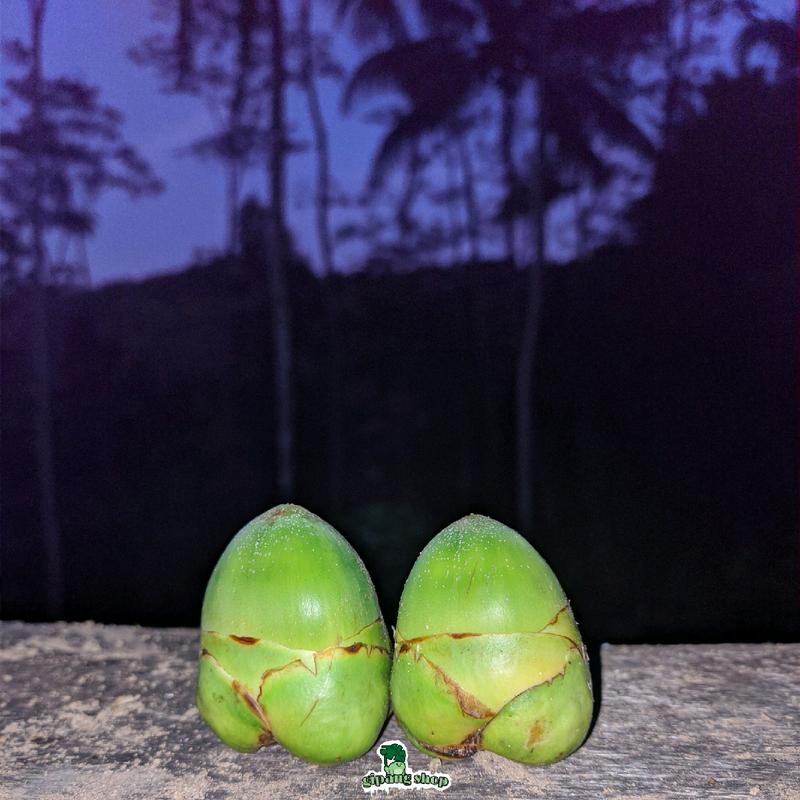 beluluk mainan tradisional kelapa kecil - Shop | Tokopedia