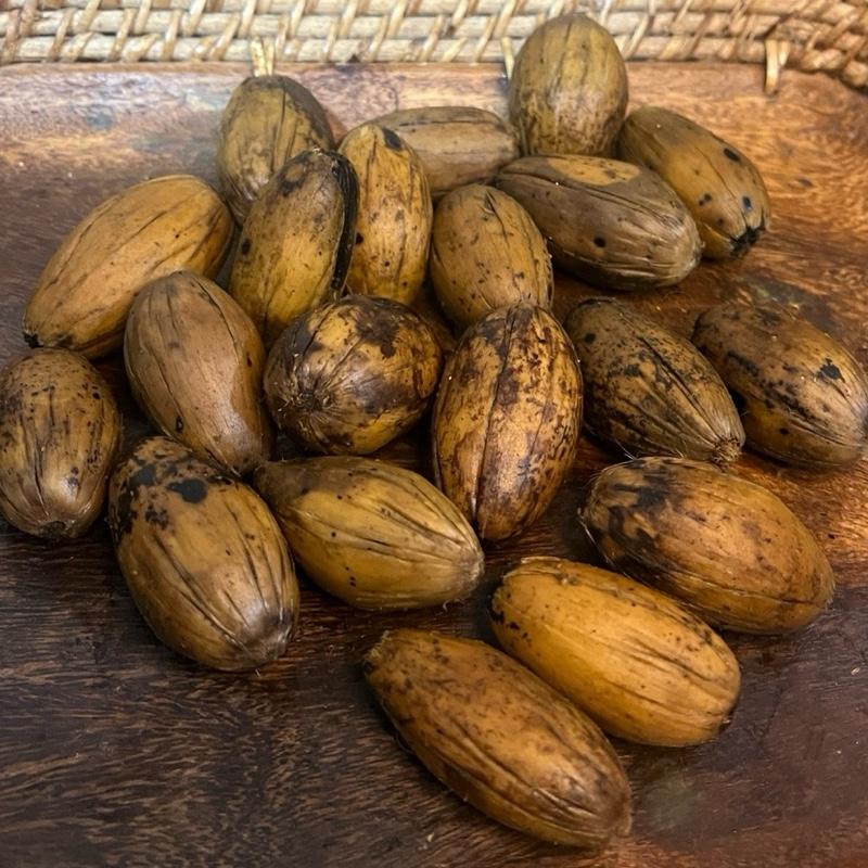 20 pcs Buwa or Bettle Nut For Chewing Momma - TikTok Shop Philippines