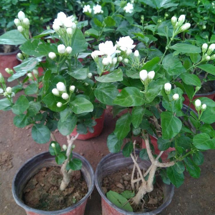 Tanaman Artifiiicial Melati Tumpuk Siap Bunga Warna Putih - Shop ...