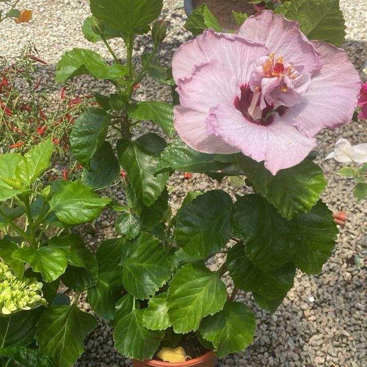 Artificial pokok bunga raya kawin - TikTok Shop Malaysia