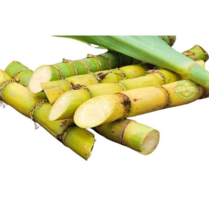 tebu/tiwu kuning 30cm isi 5 - Shop | Tokopedia