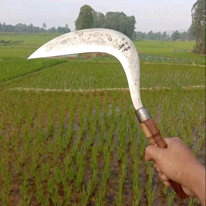 Pengaritan Model Dewi Jawa arit rumput - Shop | Tokopedia