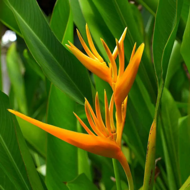 pokok bunga sepit udang/pokok heliconia/bird of paradise/ buy 1 get 3 ...
