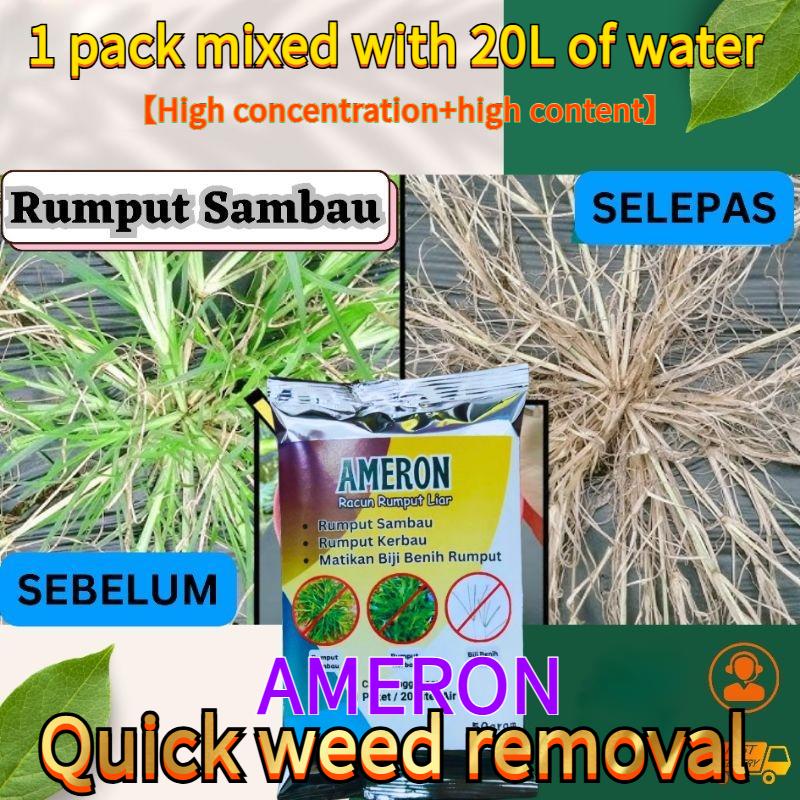 Systemic poison seeds grass poison sambau sambau 50g Ameron amettyn ...
