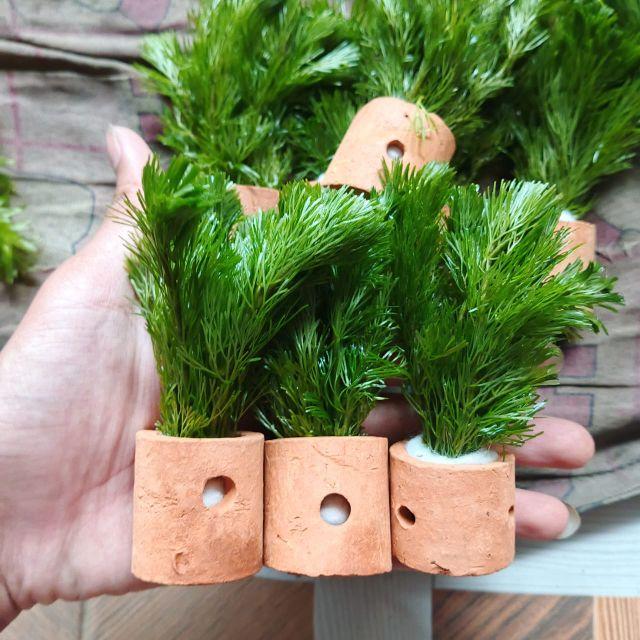 (3) pot kabomba gren tanaman aquascape hiasan aquarium - Shop | Tokopedia