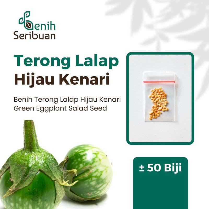 50 Benih Terong Lalap Hijau Bulat Kenari Sayuran Unggul Berkualitas ...