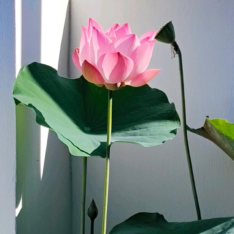 2 Biji Benih Bunga Teratai Medium Saiz dengan buka lubang/Lotus ...