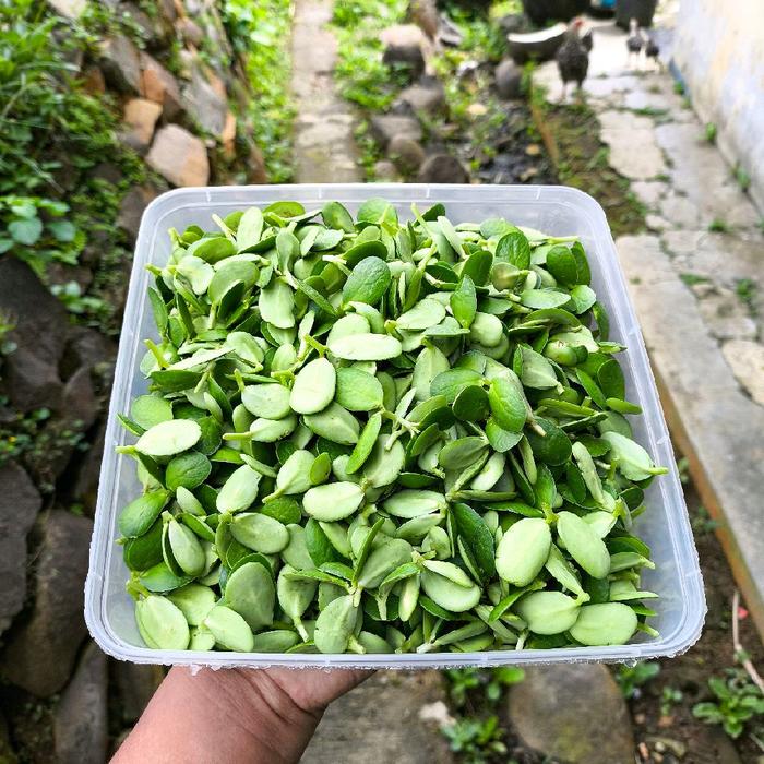 Jual Daun Katel Khas Majalengka (500gr) - Kab. Majalengka - Fresh and ...