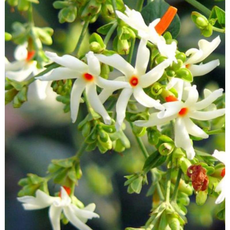 Fragrant Parijata/Pavalamalli Seed Coral Jasmine Nyctanthes arbor ...