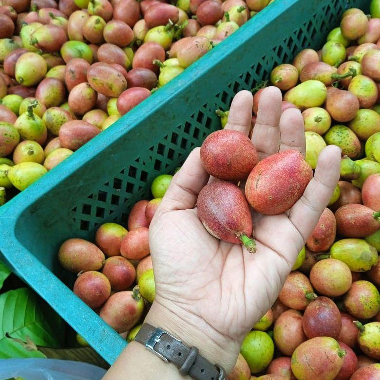 Buah matoa perpaduan 3 rasa fress baru metik setiap hari - Shop | Tokopedia