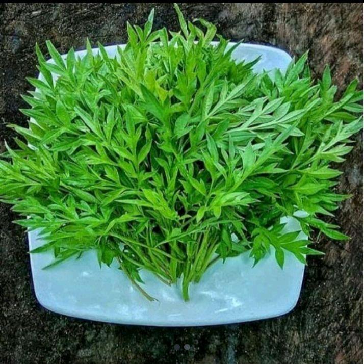 daun suring daun kenikir atau daun suring segar langsung petik per 150 ...