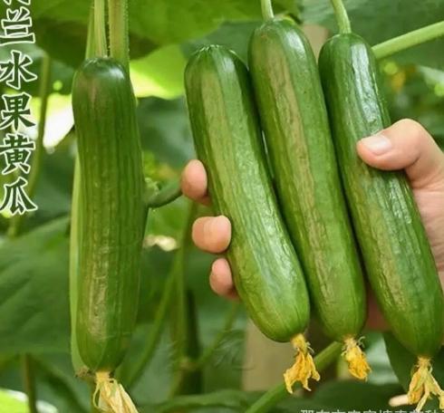 Dutch prickless fruit cucumber seeds cucumber seeds are planted ...
