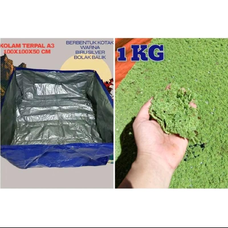 Paket Azolla Microphylla 1 KG / 1000 G + Kolam Terpal 100x100x50 (Cm ...