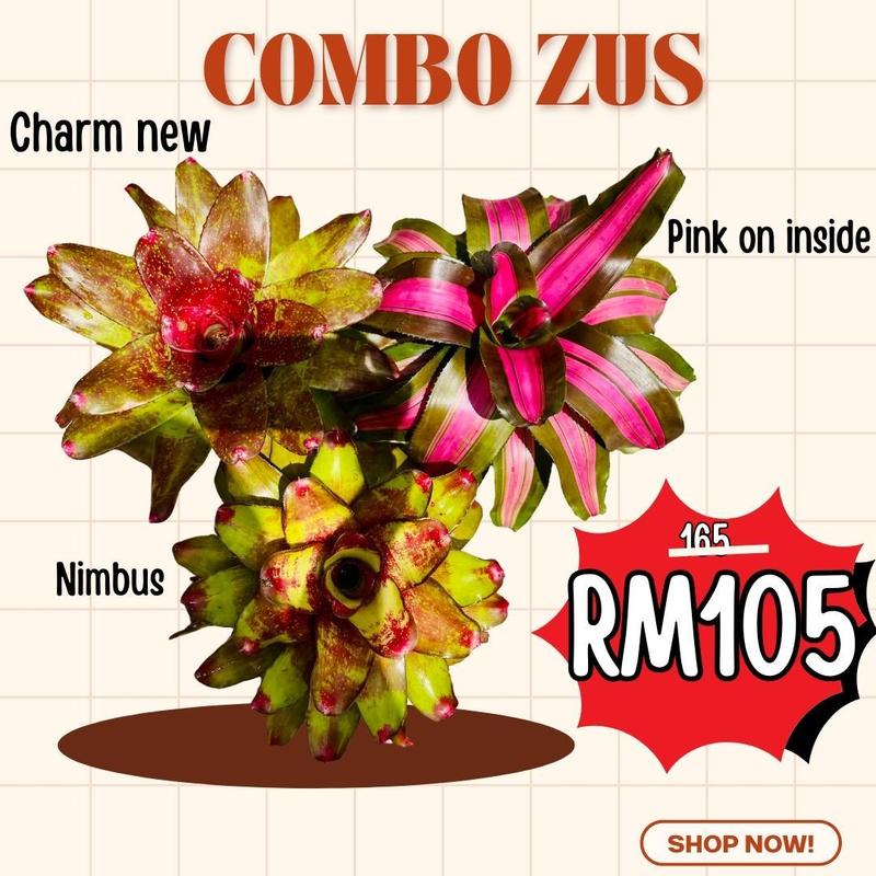 COMBO ZUS Artificial Plastic Pot - TikTok Shop Malaysia