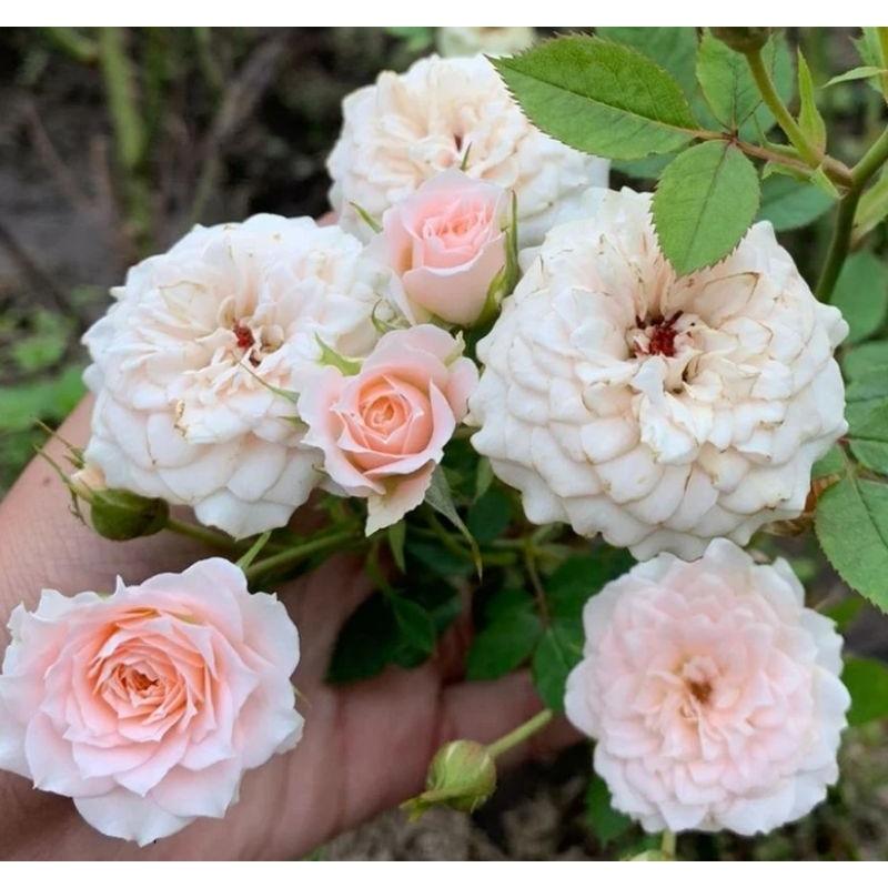 Paket 5 Mawar Minirose / Paket Hemat Bunga Mawar Mini / Minirose - Shop ...