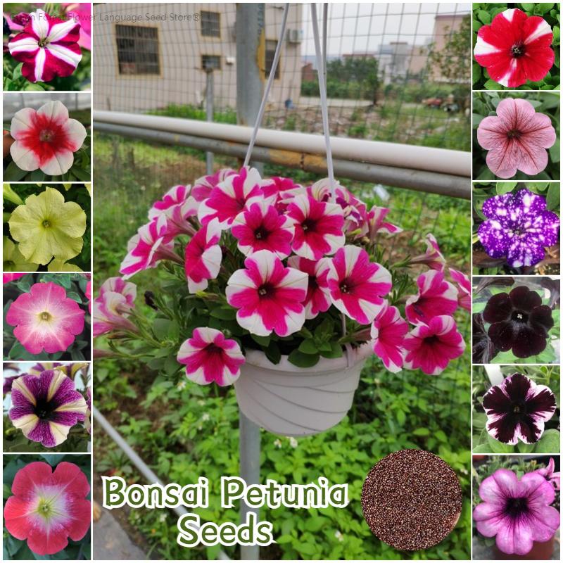 [100% Original Seed] Petunia Flower Seeds for Planting & Gardening ...