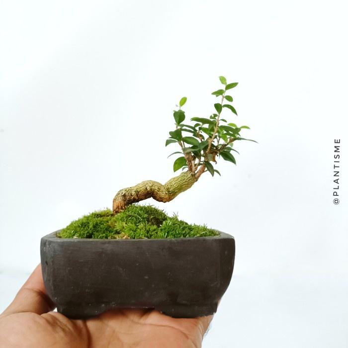 Jual Terlaris Ready Bonsai Mame Sakura Micro Tanaman Pohon Bunga Sakura ...