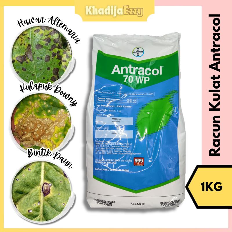 Bayer Racun Kulat Fungicide Antracol 70WP 1kg - Sesuai Digunakan ...