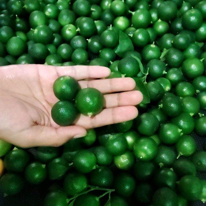 Jeruk Sonkit 1 Kg - Lemon Cina Jeruk Kalamansi Jeruk Kasturi - Shop ...