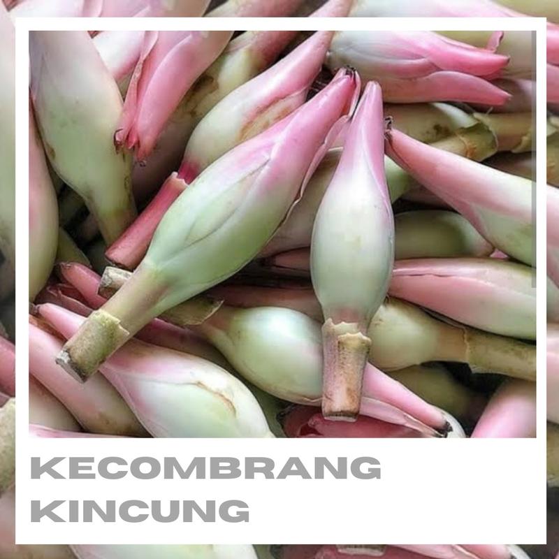 KECOMBRANG BUNGA RIAS SEGAR 500.GR KINCUNG TERBARU - Shop | Tokopedia