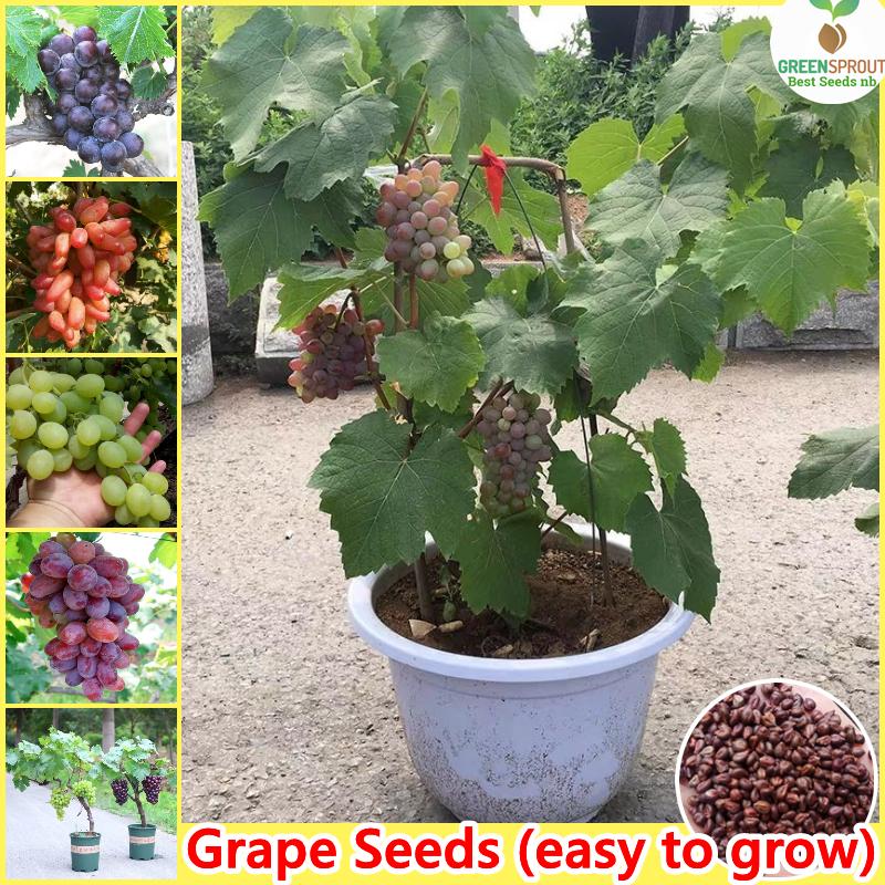 Mga Binhi ng Ubas Mixed Sweet Grapes Seeds Bonsai Fruit Tree - TikTok ...
