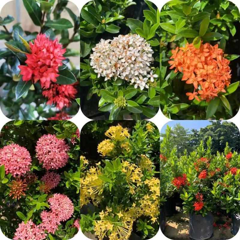 Bunga Ixora /Tanaman Hiasan/Ixora Flower/ Chinese Ixora - TikTok Shop ...