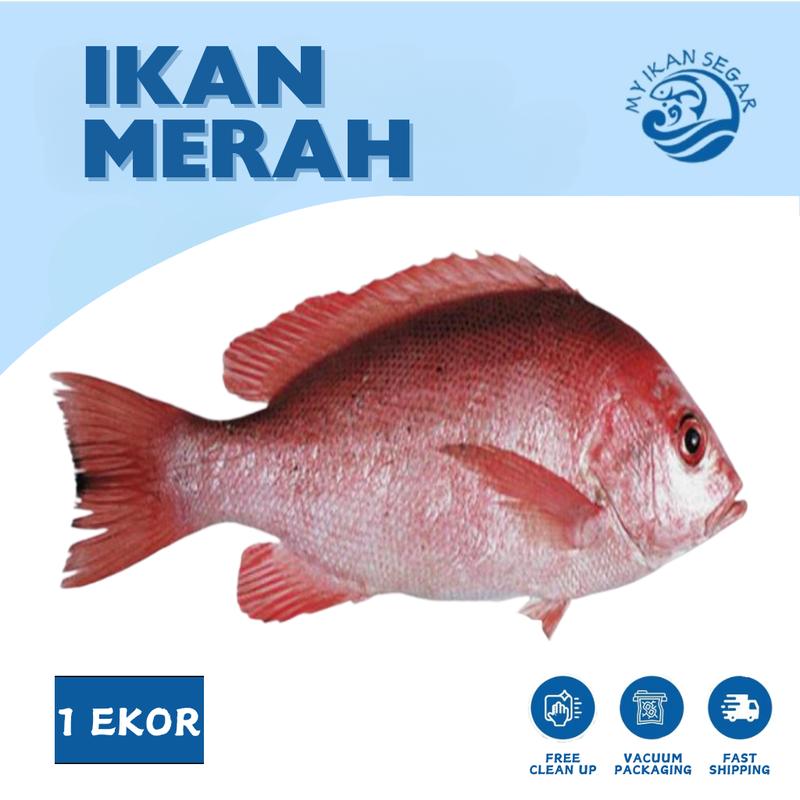 IKAN MERAH 1 EKOR (SIAP SIANG & BERSIH) IKAN MERAH FRESH FIS - TikTok ...