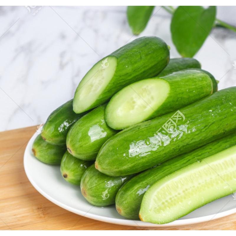 Benih Timun Belanda Manis Dutch Cucumber Seed - 5 Seed Pot Flower ...