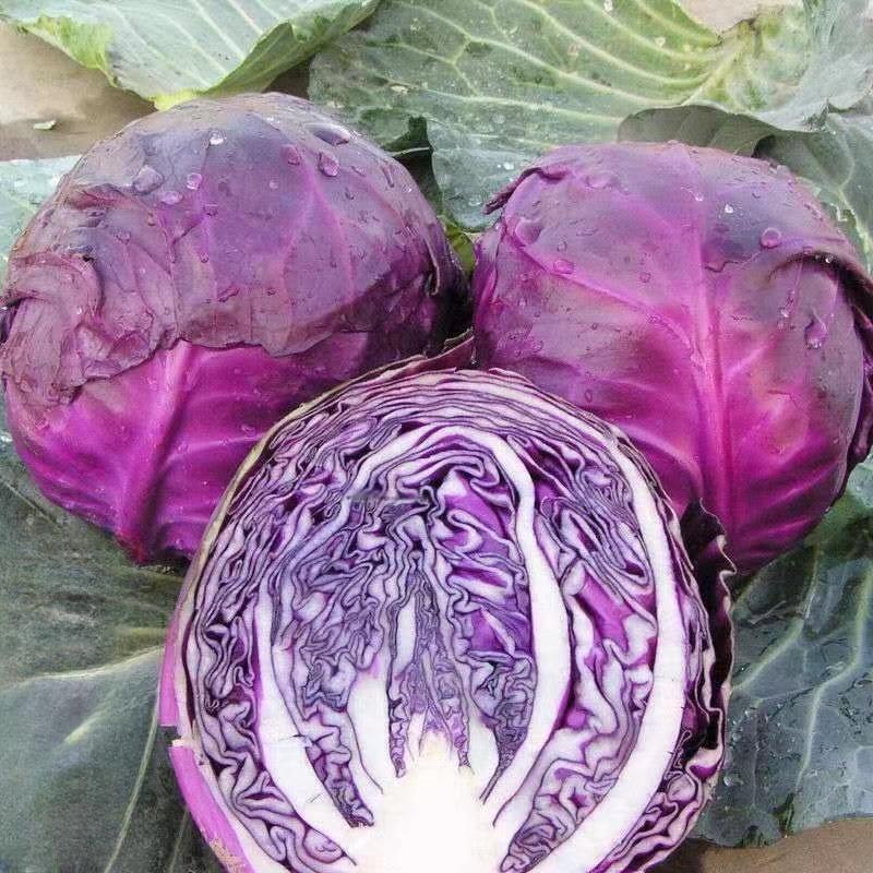 Purple Red Cabbage Repolyo Vegetable Seeds ( 100 seeds )-Purple ...