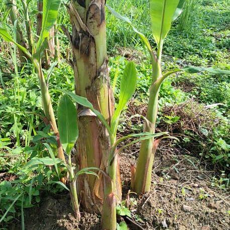 BENIH PISANG NANGKA BERANGAN NIPAH KELAT SIAM TANDUK - TikTok Shop Malaysia