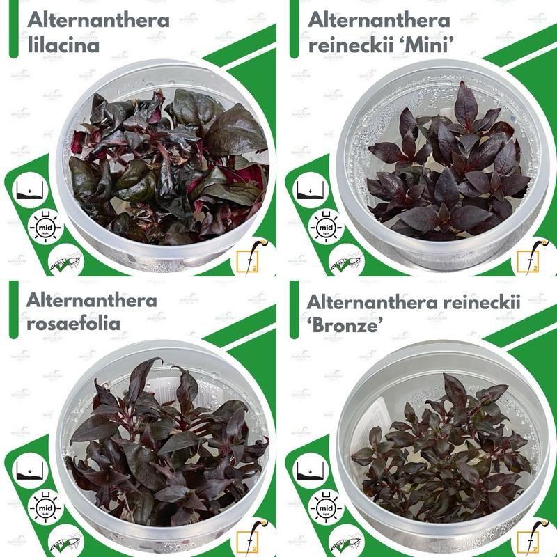 Alternanthera collection tissue culture BUY 2 Free 1 Gift - TikTok Shop ...