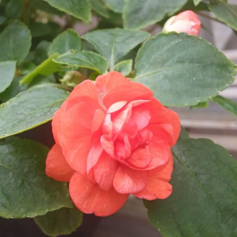 Tanaman impatiens double rimbun Bunga Kuning Mawar Pot - Shop | Tokopedia