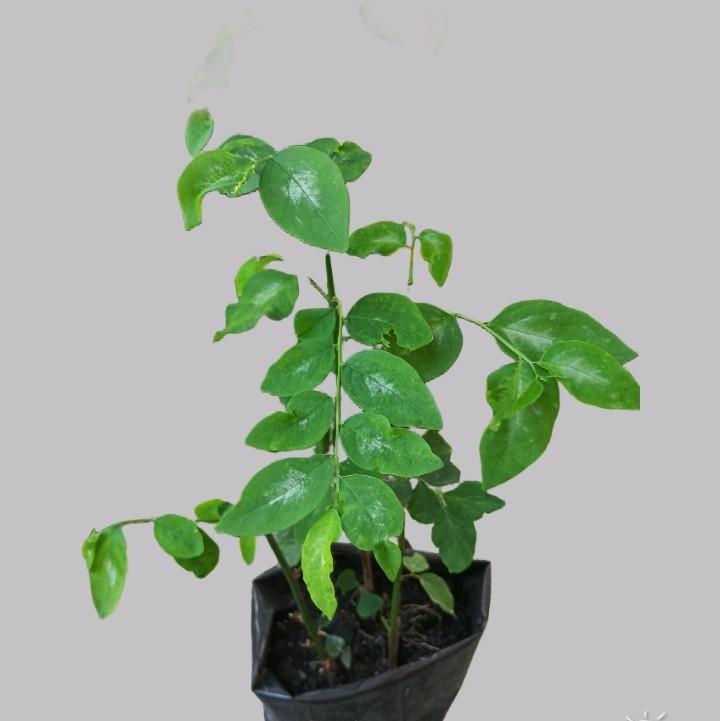 benih pokok pucuk manis dalam polybag Flower - TikTok Shop Malaysia