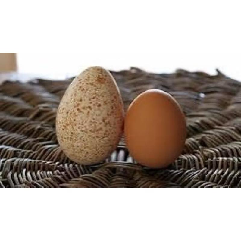 Telur berbenih Ayam piru / Turkey eggs - TikTok Shop Malaysia