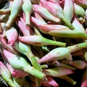 Buah Mengkudu Segar Harga Per 500 Gram Kualitas Terbaik untuk Kesehatan ...