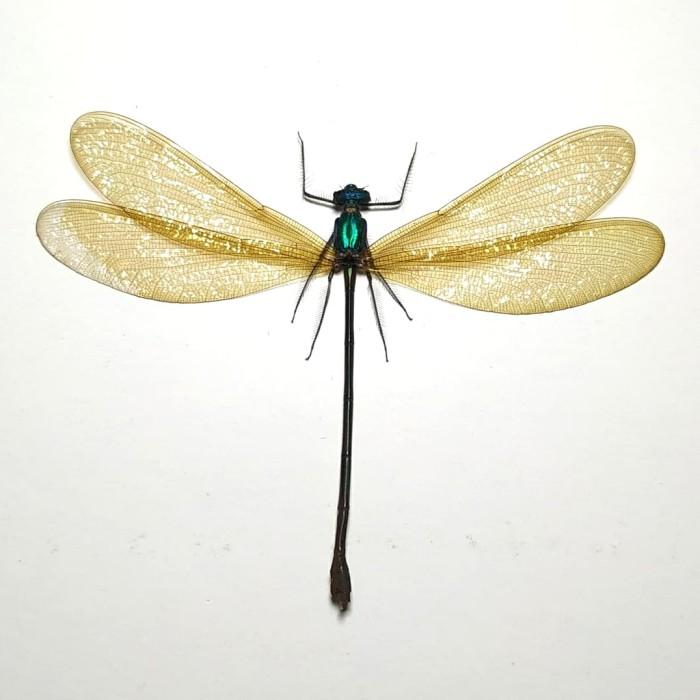 awetan serangngga asli capung bening#serangga Hadiah - Shop | Tokopedia