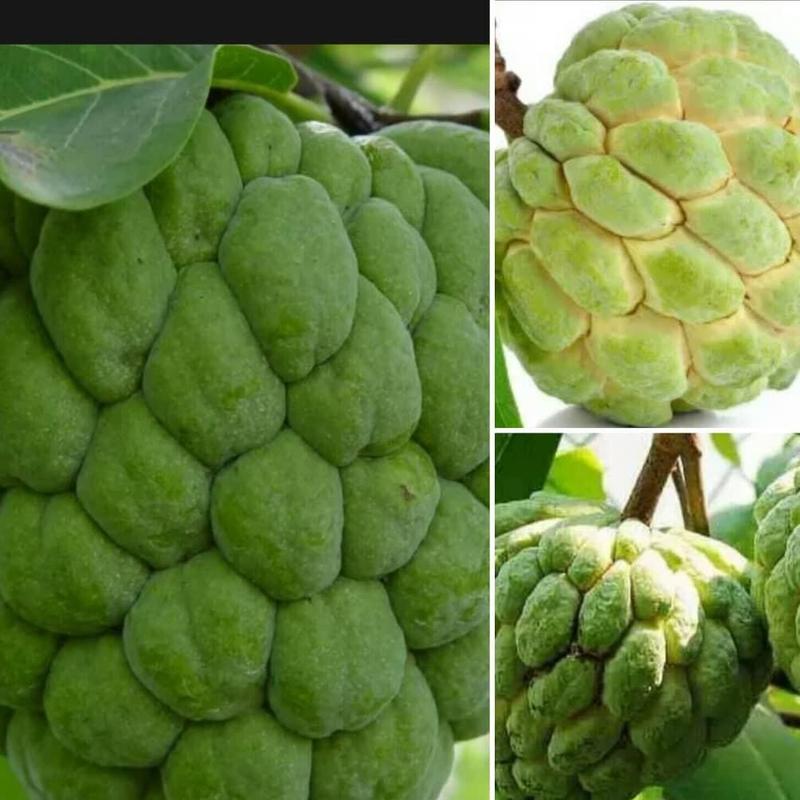 ANAK POKOK GREEN NONA MEGA MERAH HYBRID TAIWAN [WEST MALAYSIA - TikTok ...