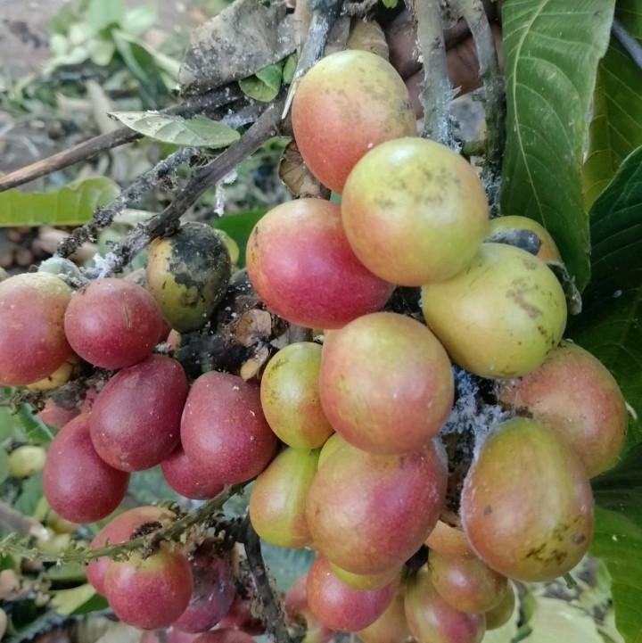 buah matoa 1 kg fress baru petik - Shop | Tokopedia