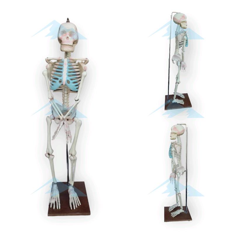 Alat Peraga Pendidikan Anatomi Torso Tubuh Model Kerangka Manusia ...