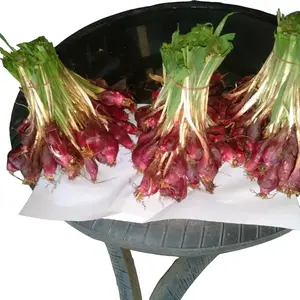 kunyit putih mangga fres baru petik - Shop | Tokopedia