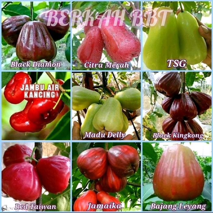 Jual Benih/bibit JAMBU AIR macam" jenis - citra merah - Kab. Kediri ...