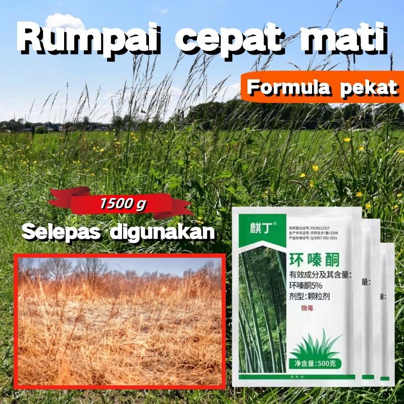 (Malay spot) alion arcun rumput parakuta Weeding, rotten tre - TikTok ...
