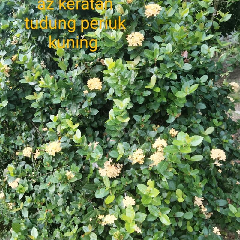 Keratan Pokok Tudung Periuk Ixora Jenjarum Flower - Bunga Merah ...